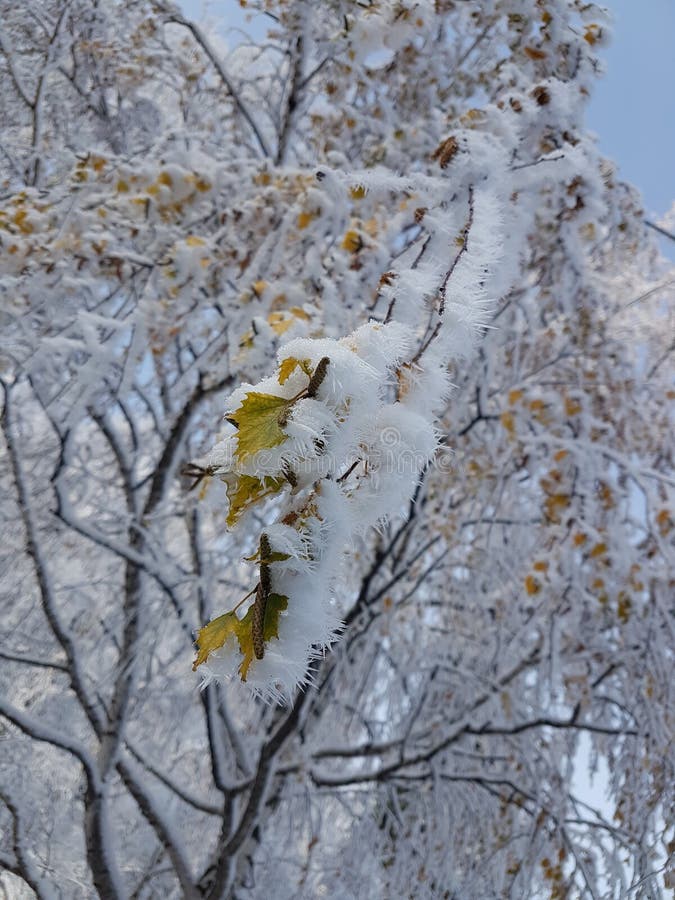 Snow on the Trees in the Fall. Stock Photo - Image of leaves, autumn ...