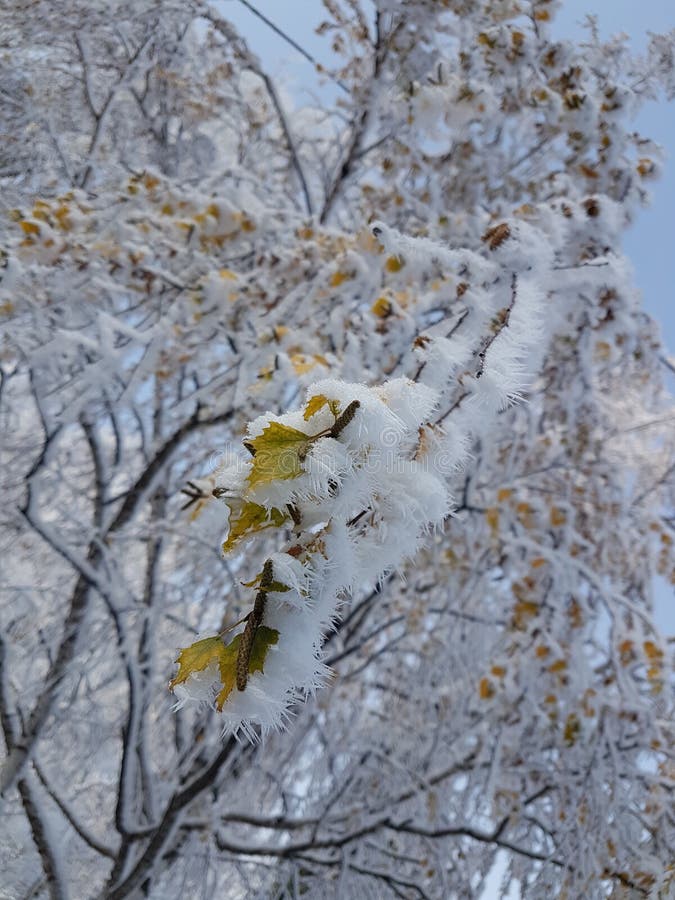 Snow on the Trees in the Fall. Stock Image - Image of season, autumn ...