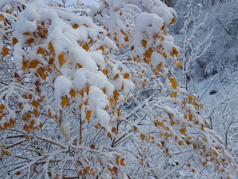 Snow on the Trees in the Fall. Stock Image - Image of background, walks ...