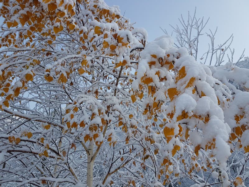Snow on the Trees in the Fall. Stock Image - Image of light, season ...