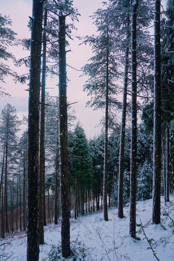 The Snow and Trees in the Forest in the Mountain Stock Photo - Image of ...