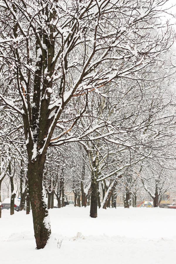 Snow trees, landscape stock photo. Image of text, bush - 49482044