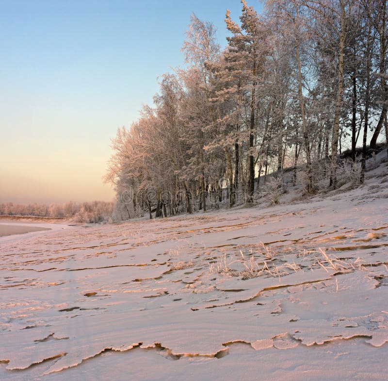 Snow and Trees in the Light of the Setting Sun Stock Photo - Image of ...