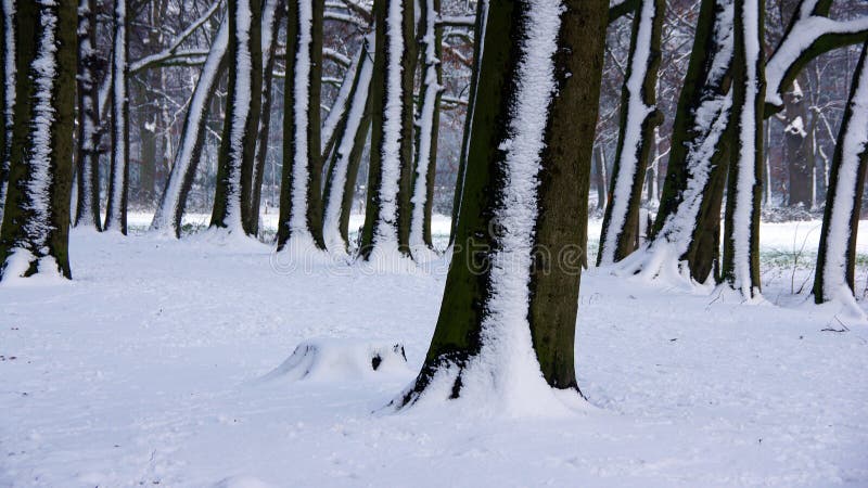 Snow trees in line stock image. Image of snow, winter - 50333395