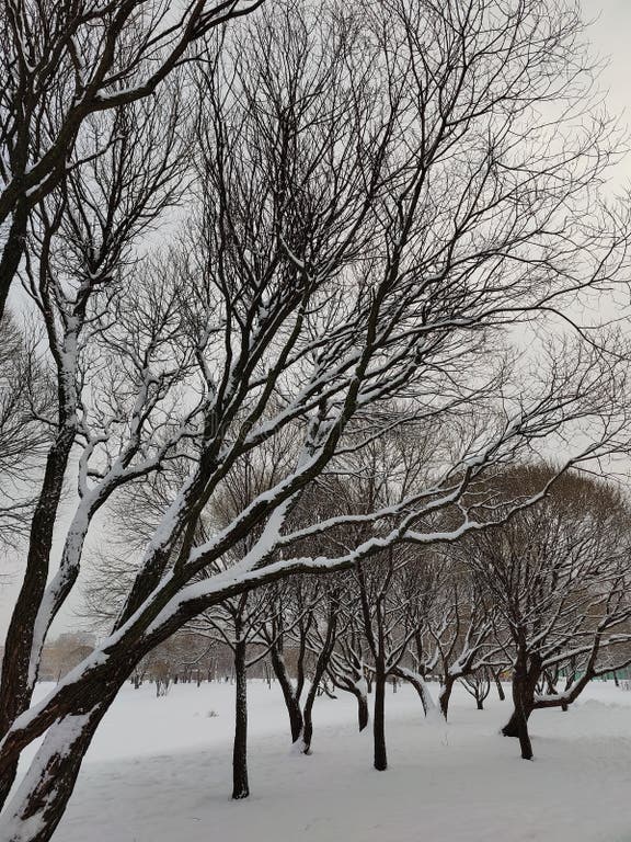 Snow trees in the park stock image. Image of woodland - 237946331