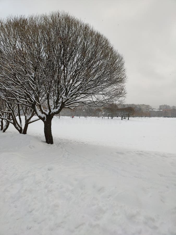 Snow trees in the park stock photo. Image of tree, morning - 237946342