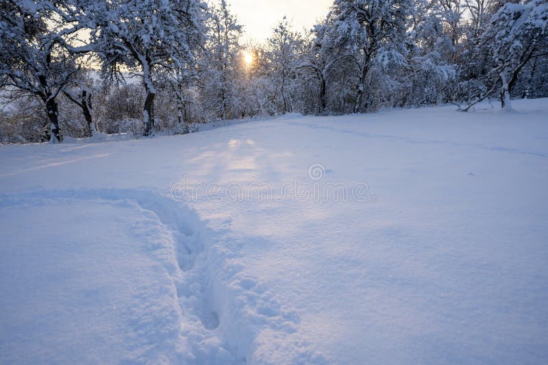 In Snow by Trees with Path on Right Stock Image - Image of landscape ...