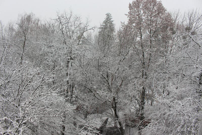 Snow on the trees. stock photo. Image of sunblack, branch - 112773934