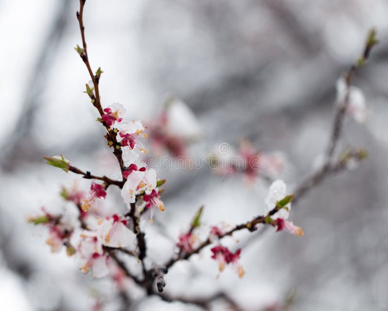Snow on the Trees in Spring Colors Stock Photo - Image of white, petal ...