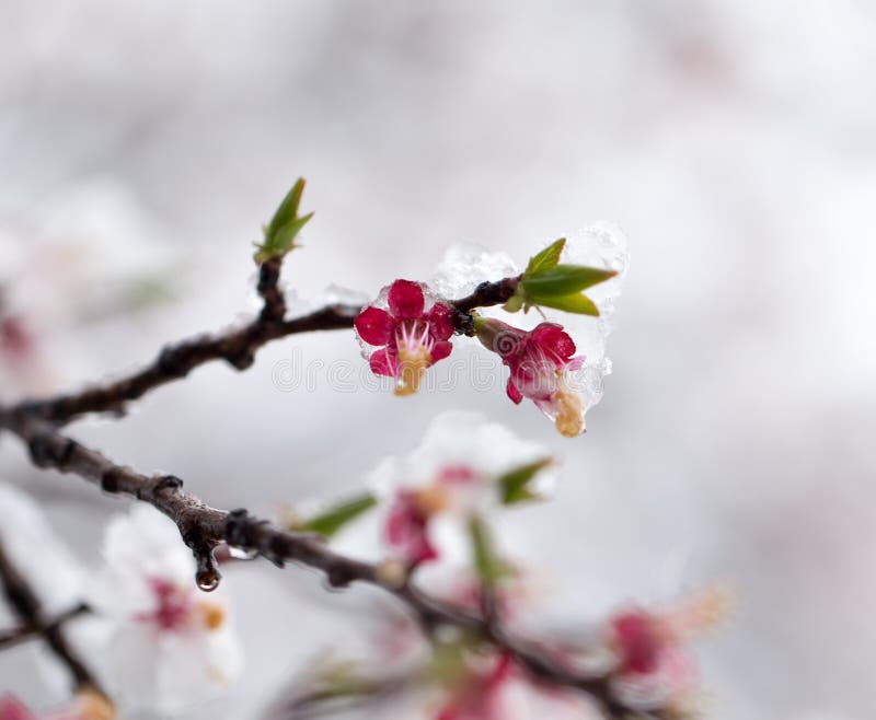 Snow on the Trees in Spring Colors Stock Image - Image of spring ...