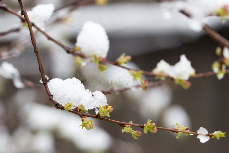 Snow on the Trees in Spring Colors Stock Photo - Image of asian, winter ...