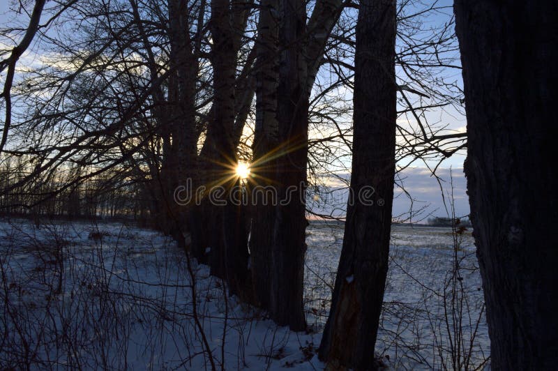Snow, trees and sun stock image. Image of siberia, fishing - 201986603