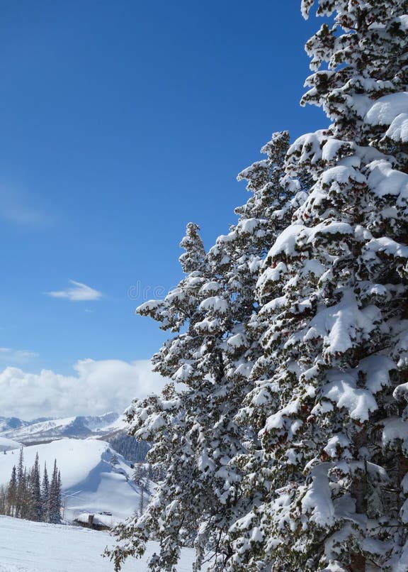 Evergreen Trees Covered in Snow in the Utah Wasatch Mountains Stock ...
