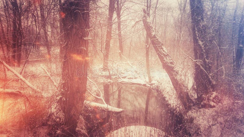 Winter forest water stock image. Image of trees, snow - 109541077