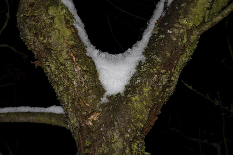 Snow Triangular Tree Trunk Stock Photos - Free & Royalty-Free Stock ...