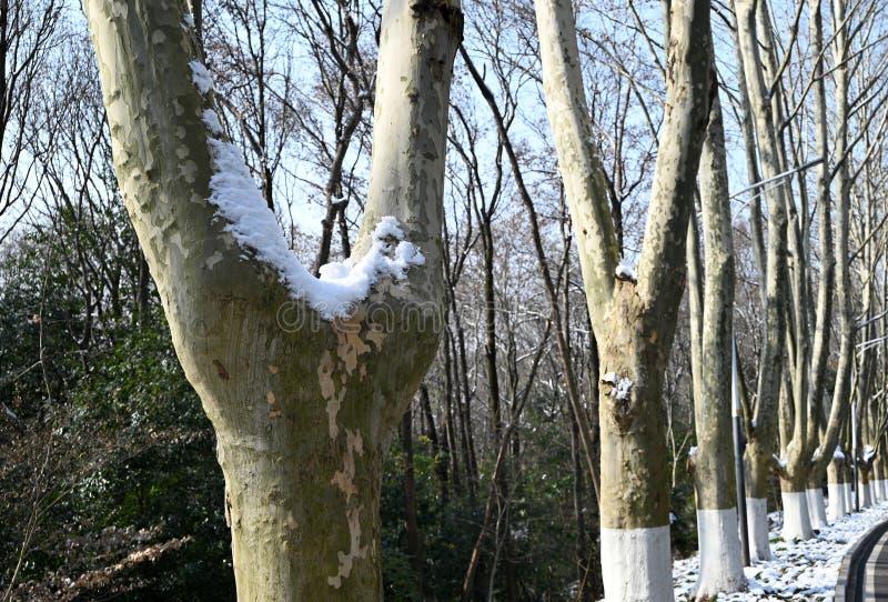 Snow on the Trunk of Tree in the Forest in Sunny Afternoon Stock Image ...
