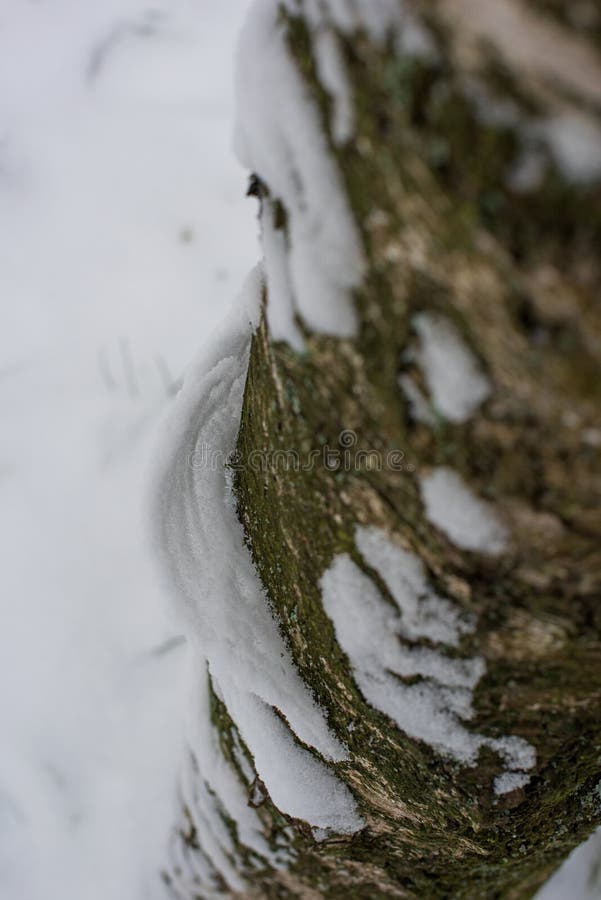 Snow on the Trunk of the Tree, Soft Focus Stock Image - Image of ...