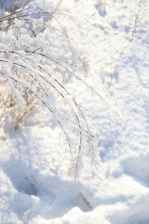 Snow twigs stock image. Image of frost, wood, white, seasonal - 87887797
