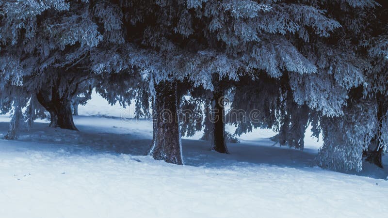 Snow Under Tree Canopies at a Mountain in Winter Stock Image - Image of ...