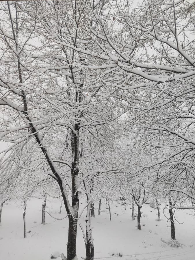 Snow is Very Cold Loking Waite Stock Photo - Image of cold, waite ...