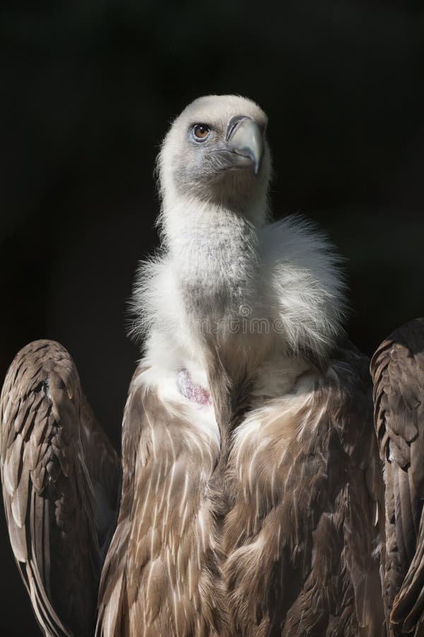 Snow Vulture Gyps Himalayensis Stock Photo - Image of nature, snow ...