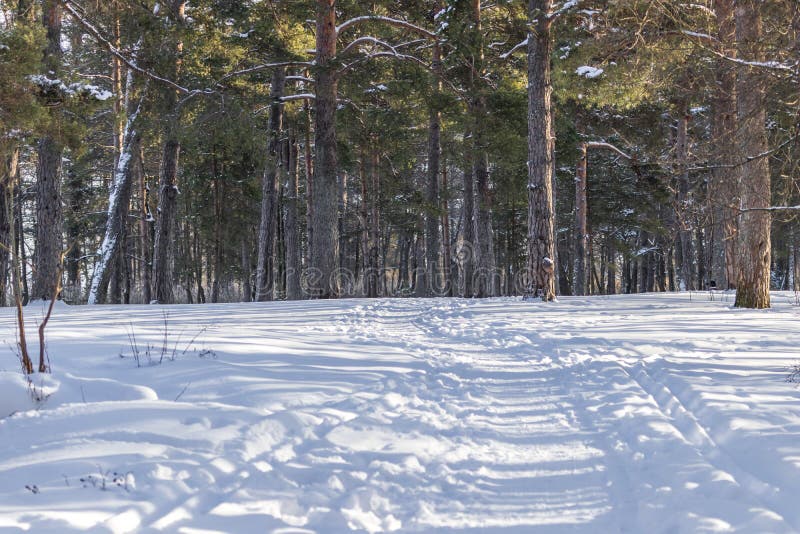 Snow Walking Path in a Pine Forest Stock Photo - Image of forest, snow ...