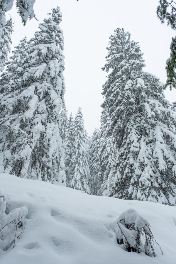 Snow Was Falling Over the Fir Trees Stock Image - Image of plank, frame ...