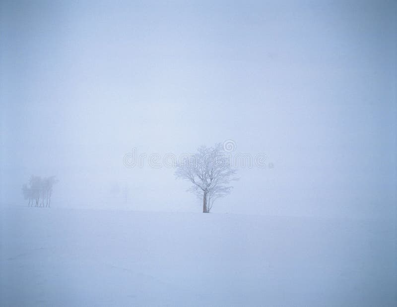 Snow stock photo. Image of season, weather, photograph - 81536822