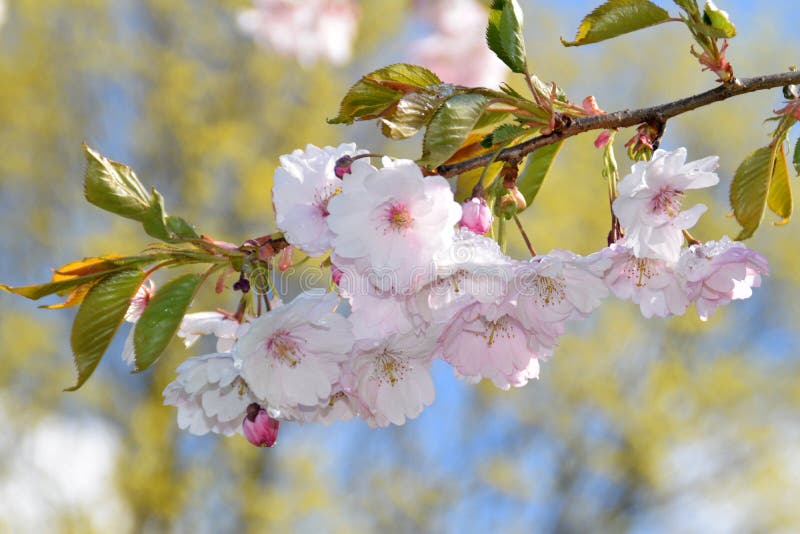 Snow and Water Drops on Sakura Trees. Stock Image - Image of blooming ...