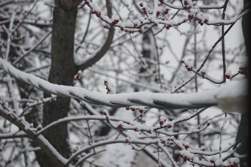Snow web stock photo. Image of wires, winter, snow, trees - 144970522