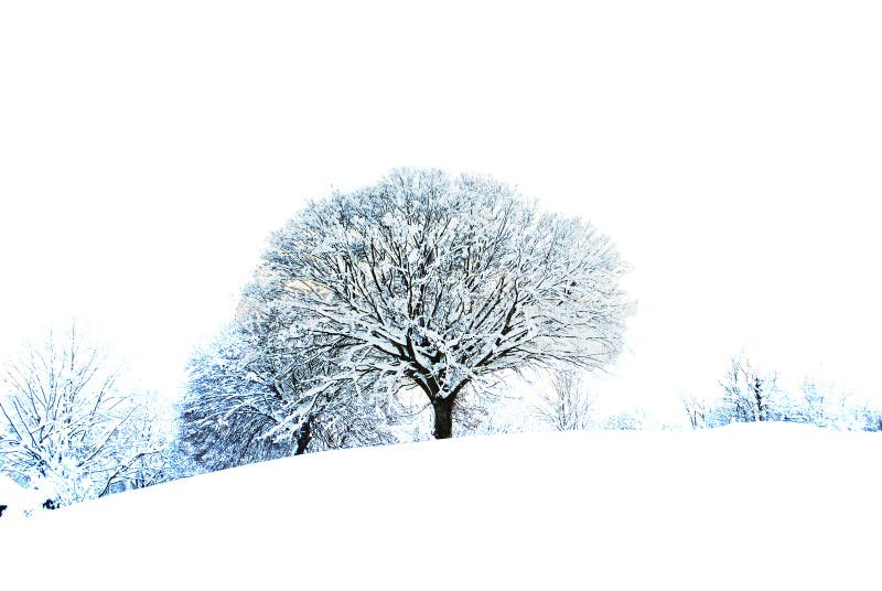 Dark Winter Forest Fog stock photo. Image of ethereal - 12655950