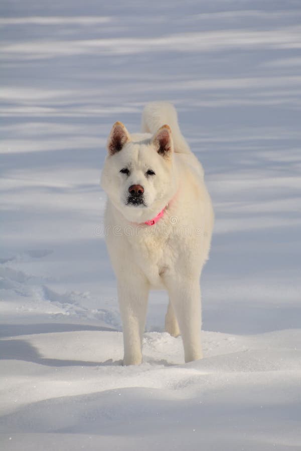Snow White Akita with Snowy Muzzle Posing in the Snow Stock Photo ...