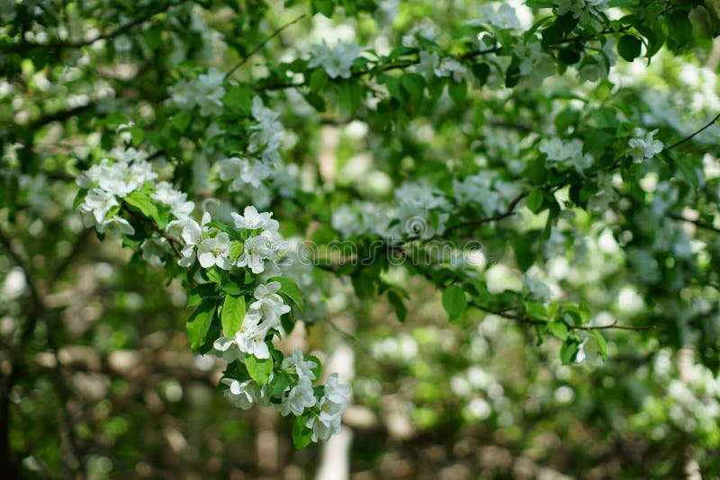 Snow White Apple Blossom Late in Spring. Stock Photo - Image of ...