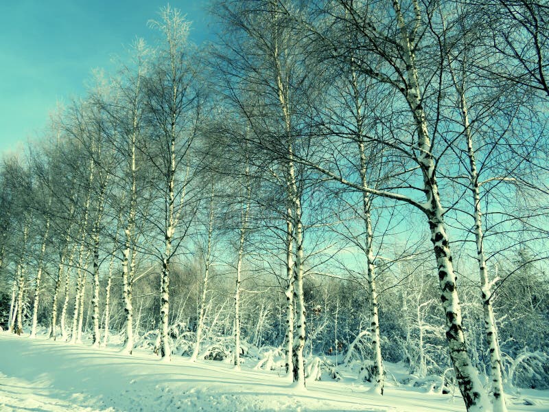 Snow White Cold Winter Beautiful Ice Cream Trees Landscape Stock Image ...