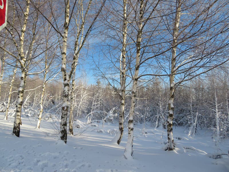 Snow White Cold Winter Beautiful Ice Cream Trees Landscape Stock Photo ...