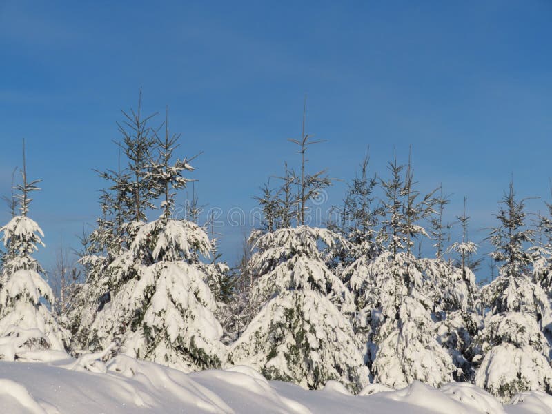 Snow White Cold Winter Beautiful Ice Cream Trees Landscape Stock Image ...