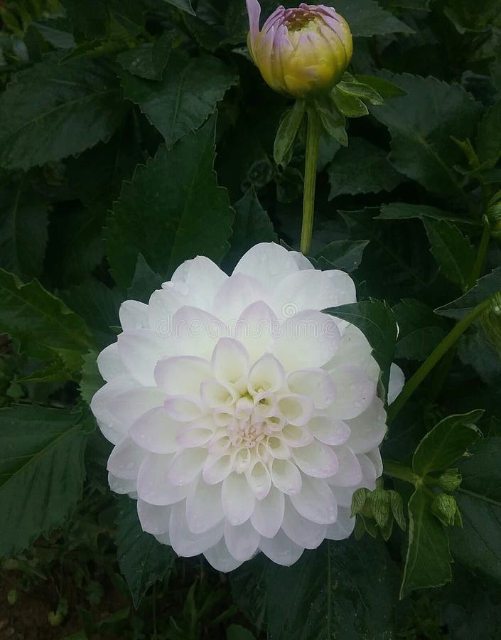 Snow white dalia stock photo. Image of bouquet, flower - 197319506
