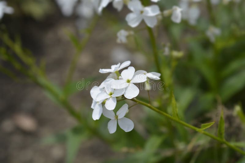 Matronalis Subsp Stock Photos - Free & Royalty-Free Stock Photos from ...