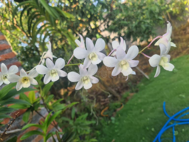 Snow White Dendrobium Orchid Stock Image - Image of white, orchid ...