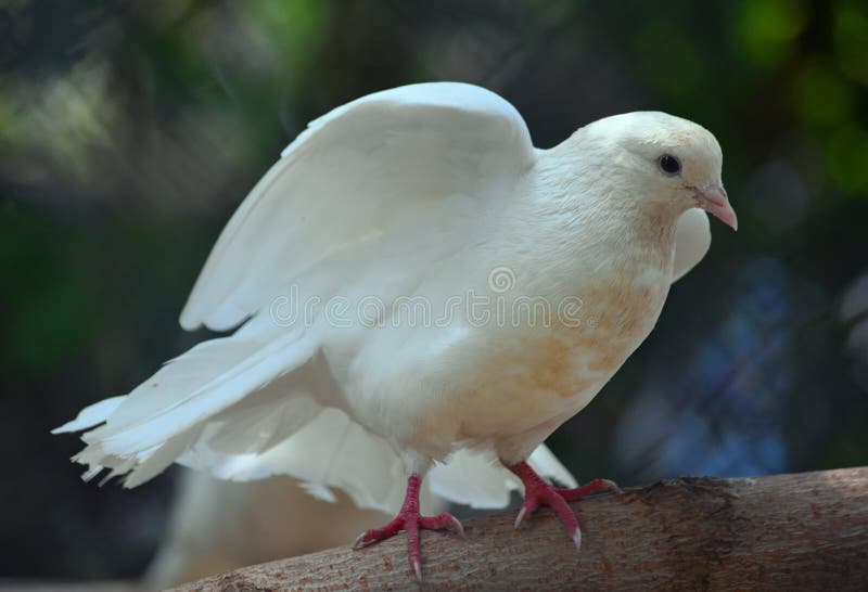 453 Snow White Dove Olive Branch Stock Photos - Free & Royalty-Free ...