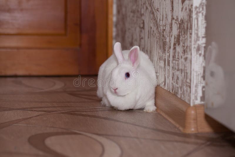 Snow-white Easter Rabbit. Fabulous Eared Stock Photo - Image of ...