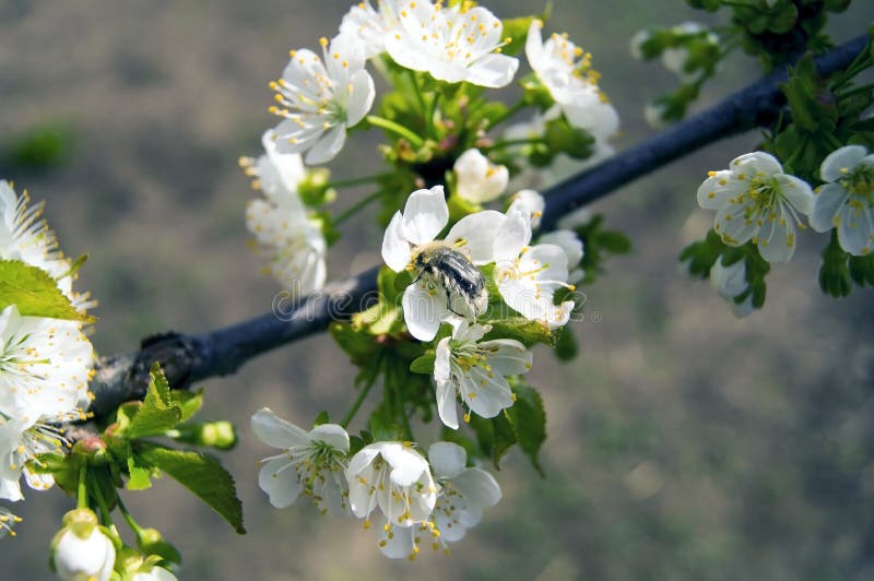 Snow-white Flowering Cherry in Spring Stock Image - Image of snowwhite ...