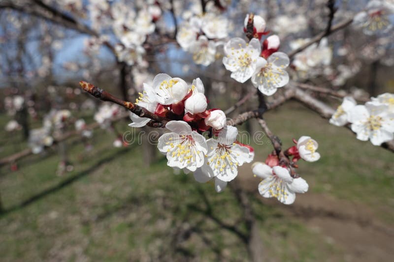 Snow White Flowers of Apricot in March Stock Image - Image of branch ...