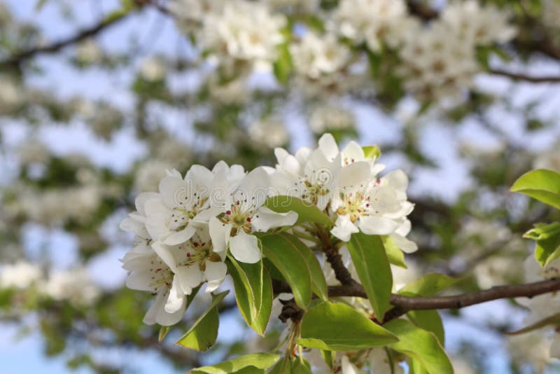 Snow-white Flowers Bloomed on Pear Tree in Early Spring Stock Image ...