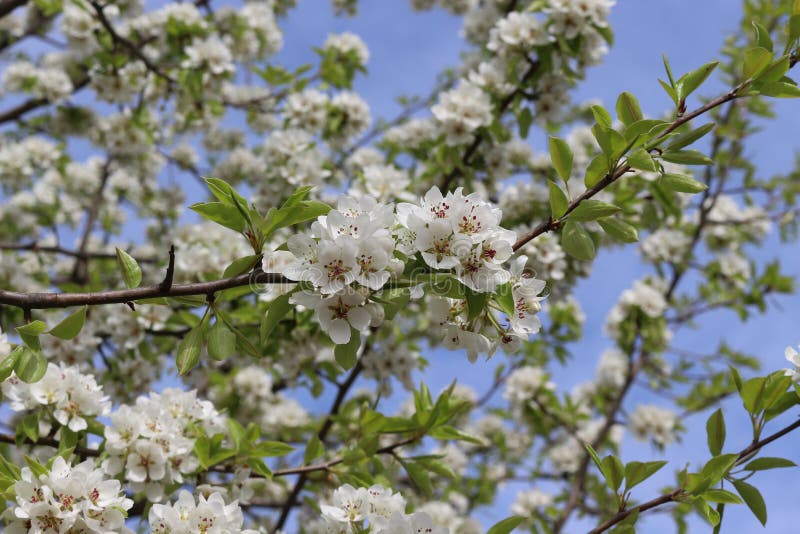 Snow-white Flowers Bloomed on Pear Tree in Early Spring Stock Photo ...