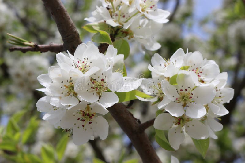 Snow-white Flowers Bloomed on Pear Tree in Early Spring Stock Photo ...