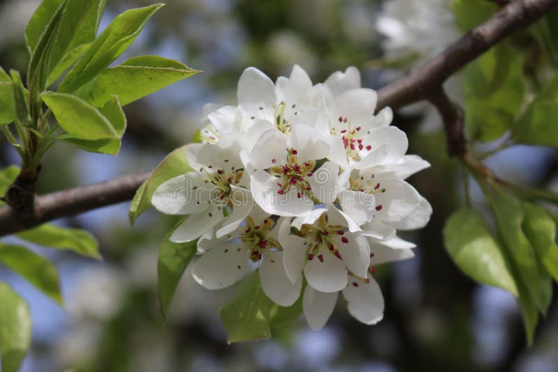 Snow-white Flowers Bloomed on Pear Tree in Early Spring Stock Photo ...