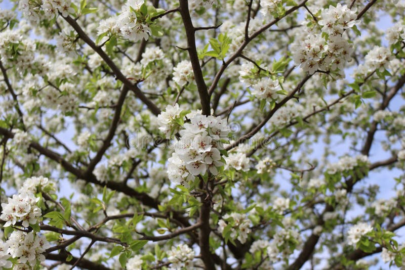 Snow-white Flowers Bloomed on Pear Tree in Early Spring Stock Photo ...