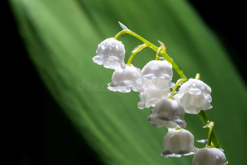 Snow-white Lilies of the Valley in a Dark Forest. after the Rain Stock ...