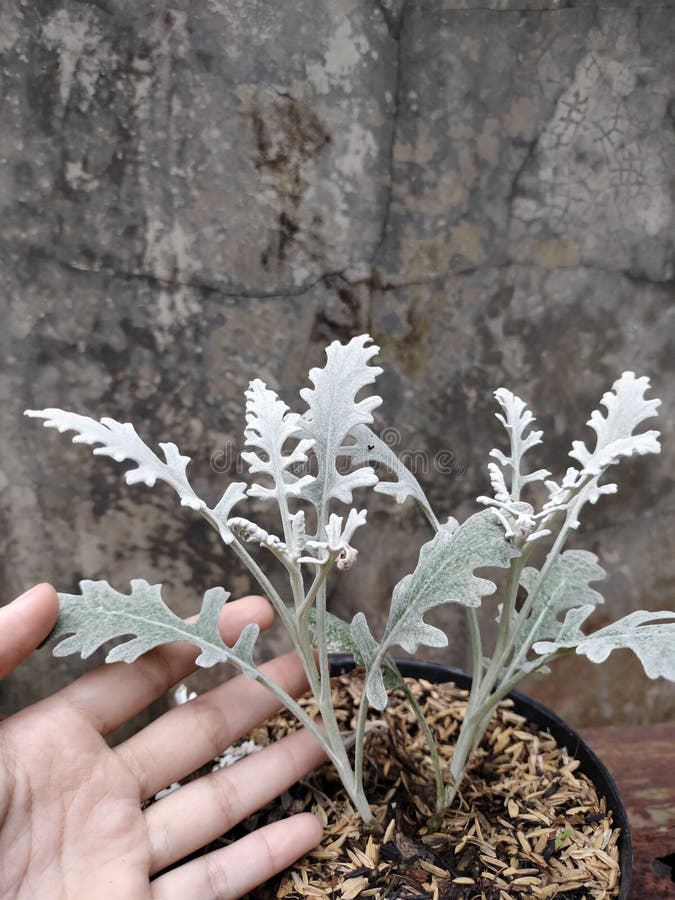 Snow White Plant in the Garden Stock Image - Image of spring, twig ...